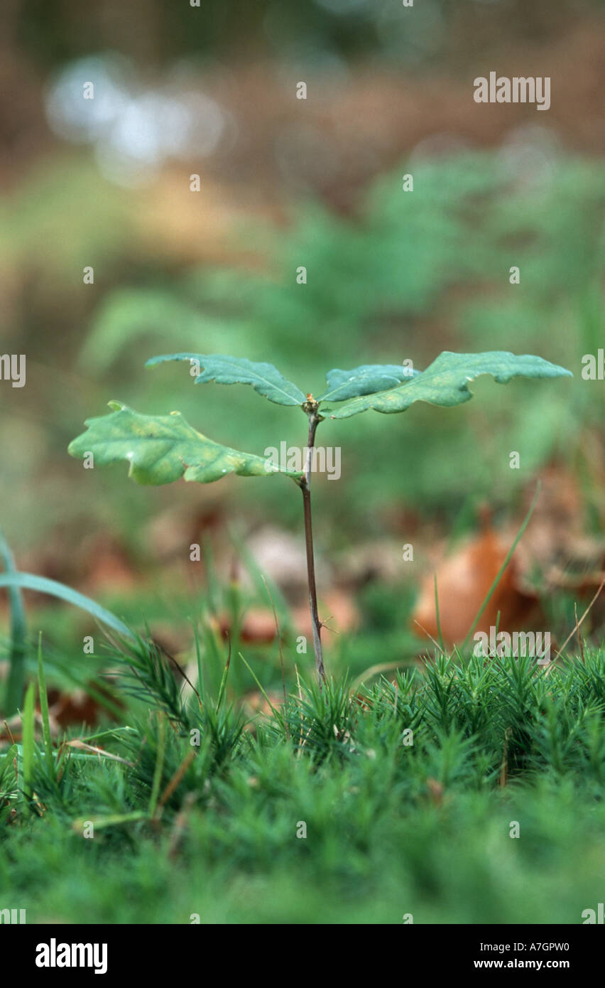 British oak seedling (quercus robur) hi-res stock photography and ...