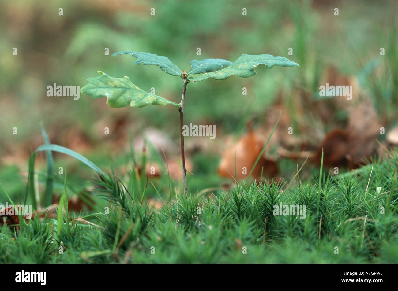 English oak quercus robur seedling hi-res stock photography and images ...