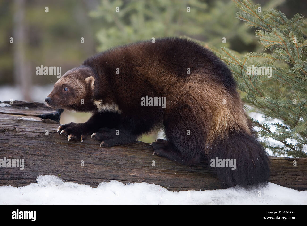 North american wolverine hi-res stock photography and images - Alamy
