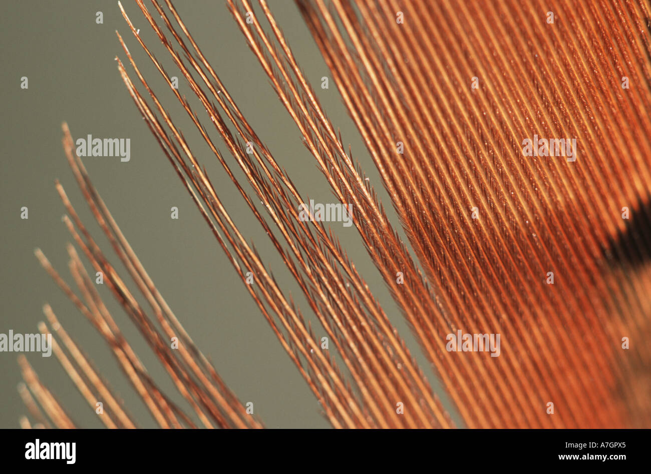Pheasant feather hi-res stock photography and images - Alamy