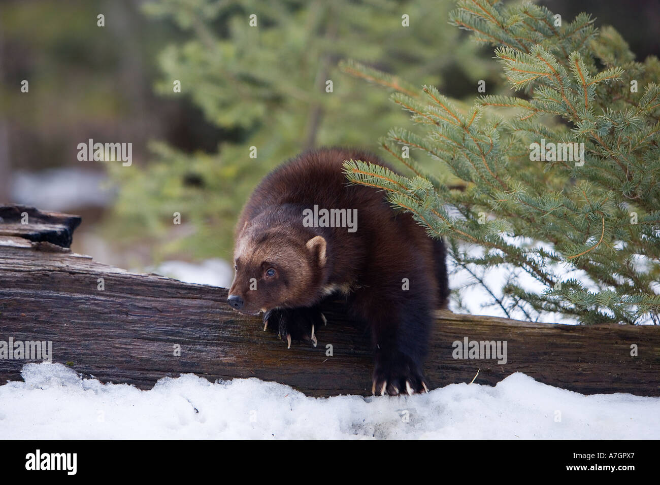 Wolverine in winter, Montana Stock Photo - Alamy