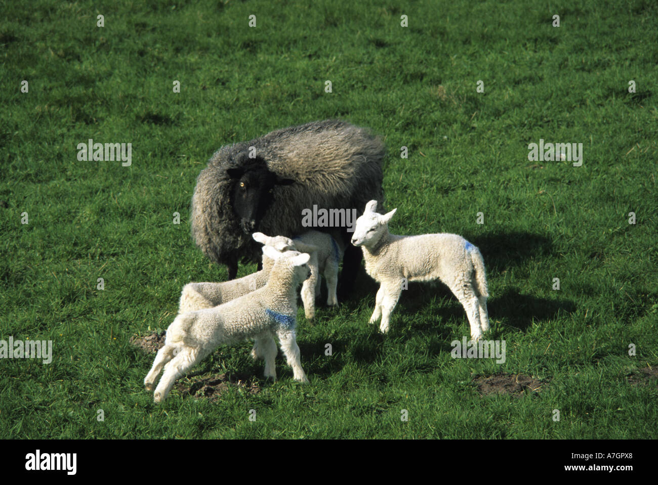 new born spring lambs in meadow with mother yorkshire dales uk Stock ...