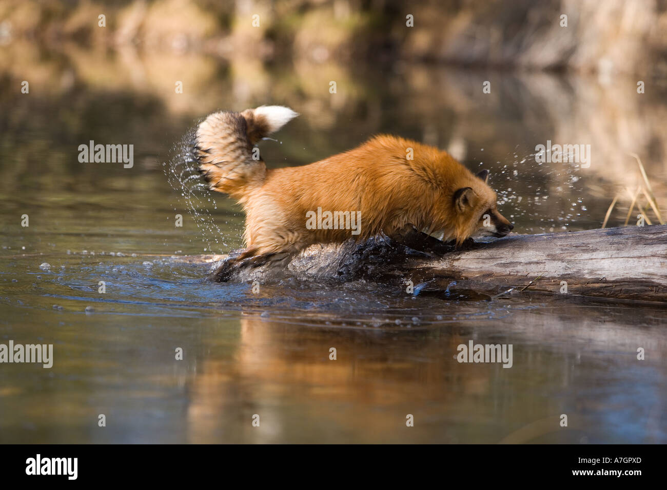 Red fox on ice frozen hi-res stock photography and images - Alamy