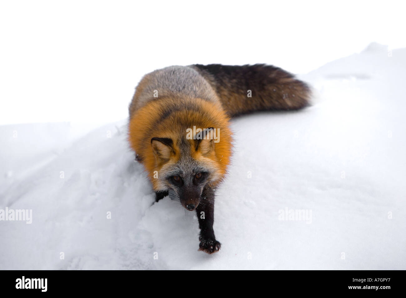 Cross fox in winter, Montana Stock Photo - Alamy