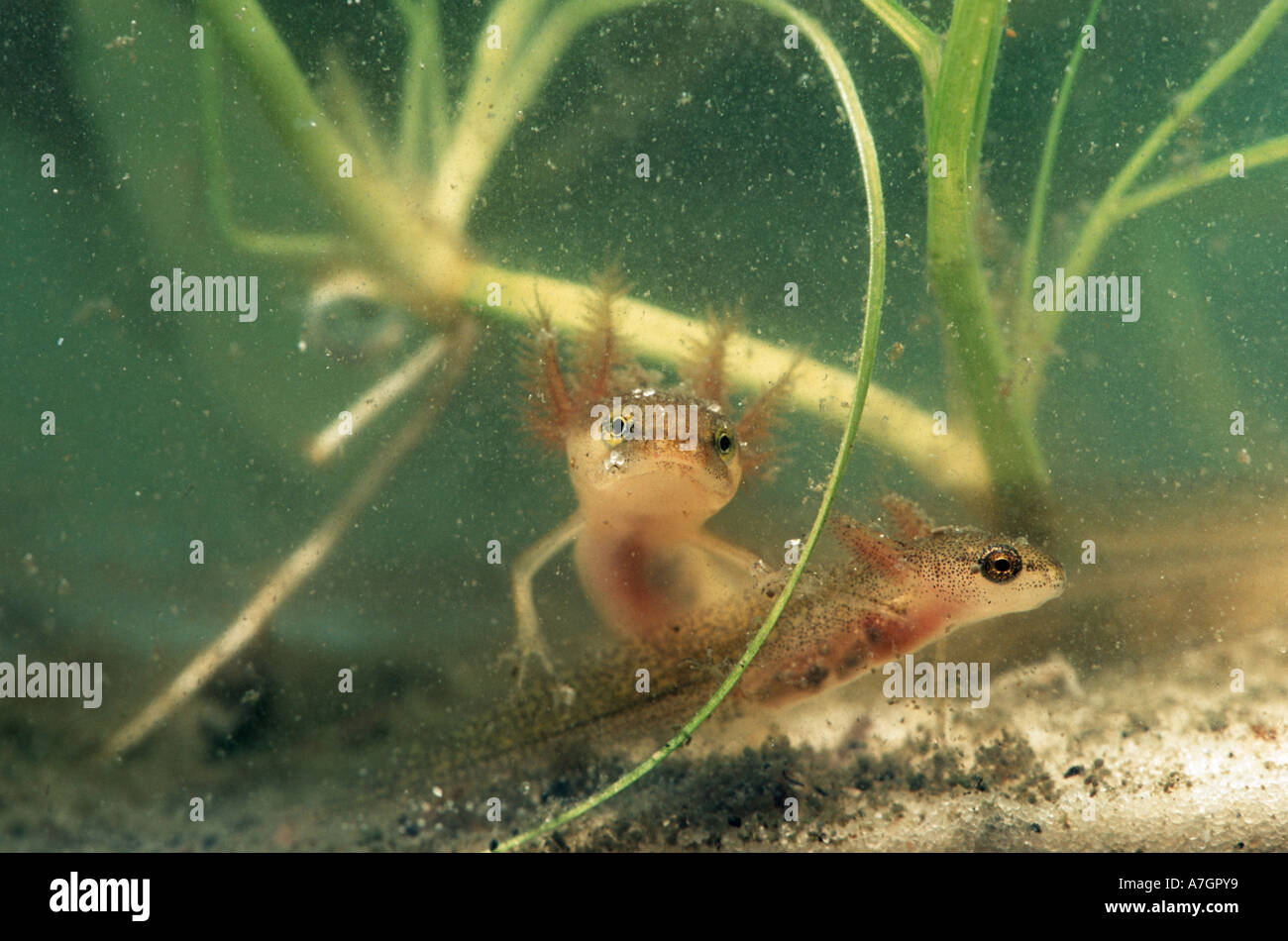 GREAT CRESTED NEWT Triturus cristatus two newtpole larva or eft ...
