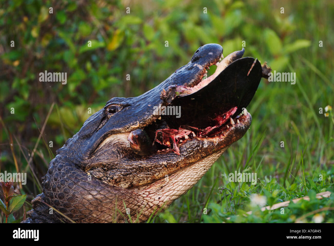 American Alligator eating soft shelled turtle, Alligator ...