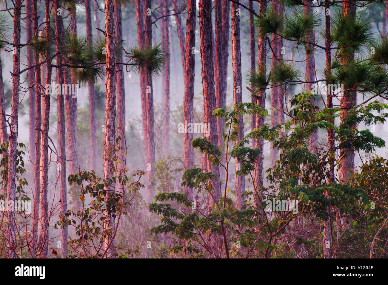 Pine forest everglades national park hi-res stock photography and ...