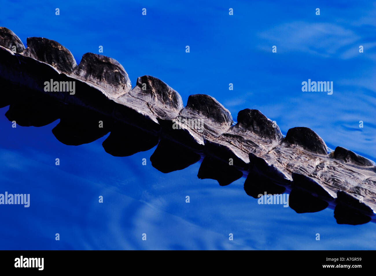American Alligator tail details, Alligator mississippiensis, Everglades ...