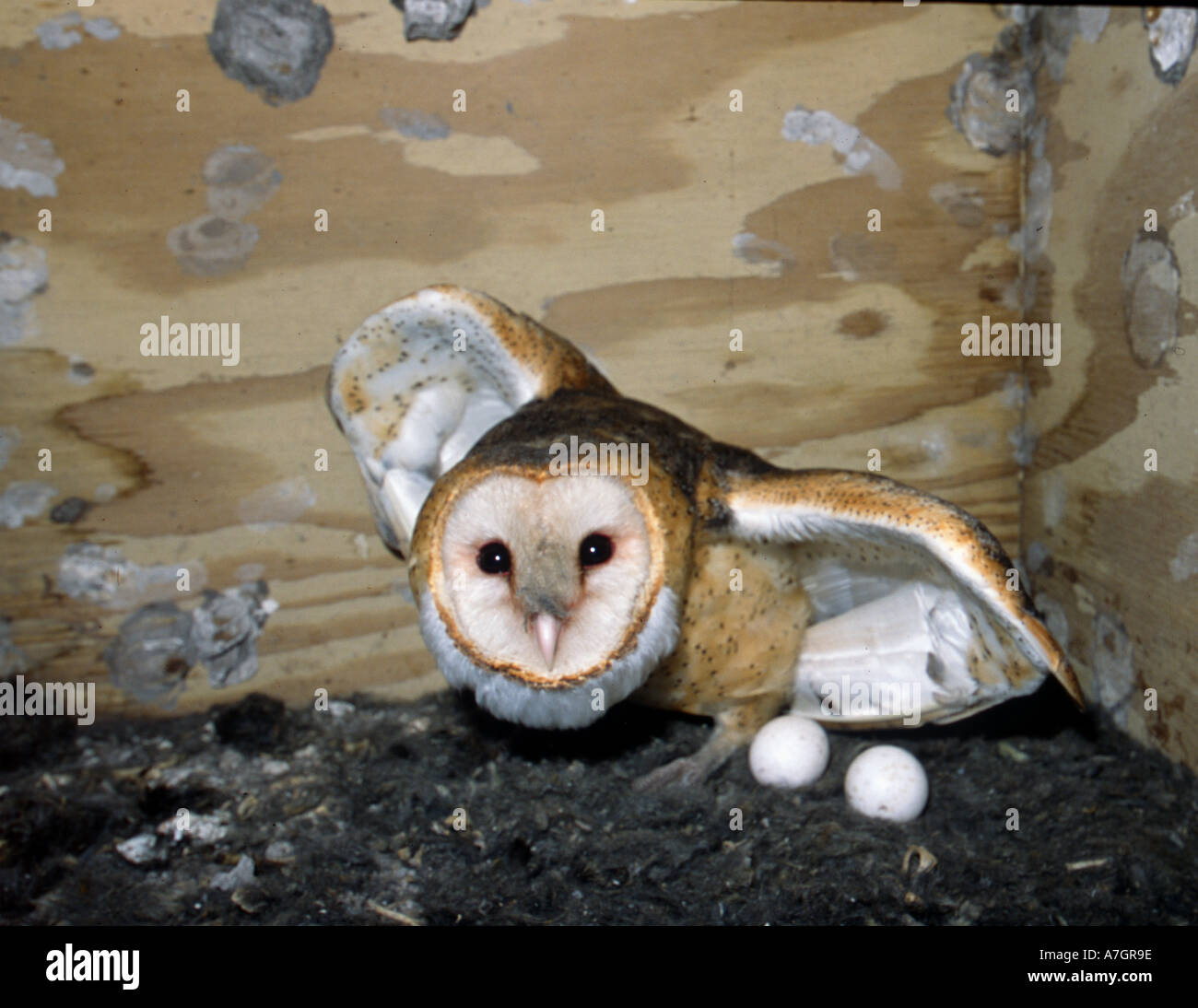 NA, USA, Florida. Barn Owl adult in nest box protecting eggs, sugarcane farm Stock Photo - Alamy