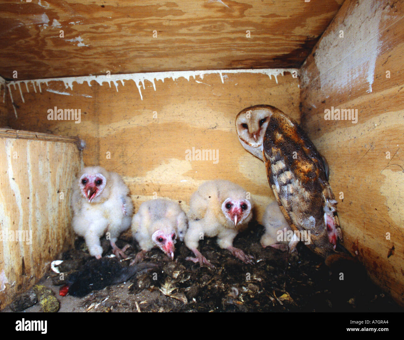 Barn Owl adult and 4 downy owlets in nest box sugarcane farm, FL Stock ...