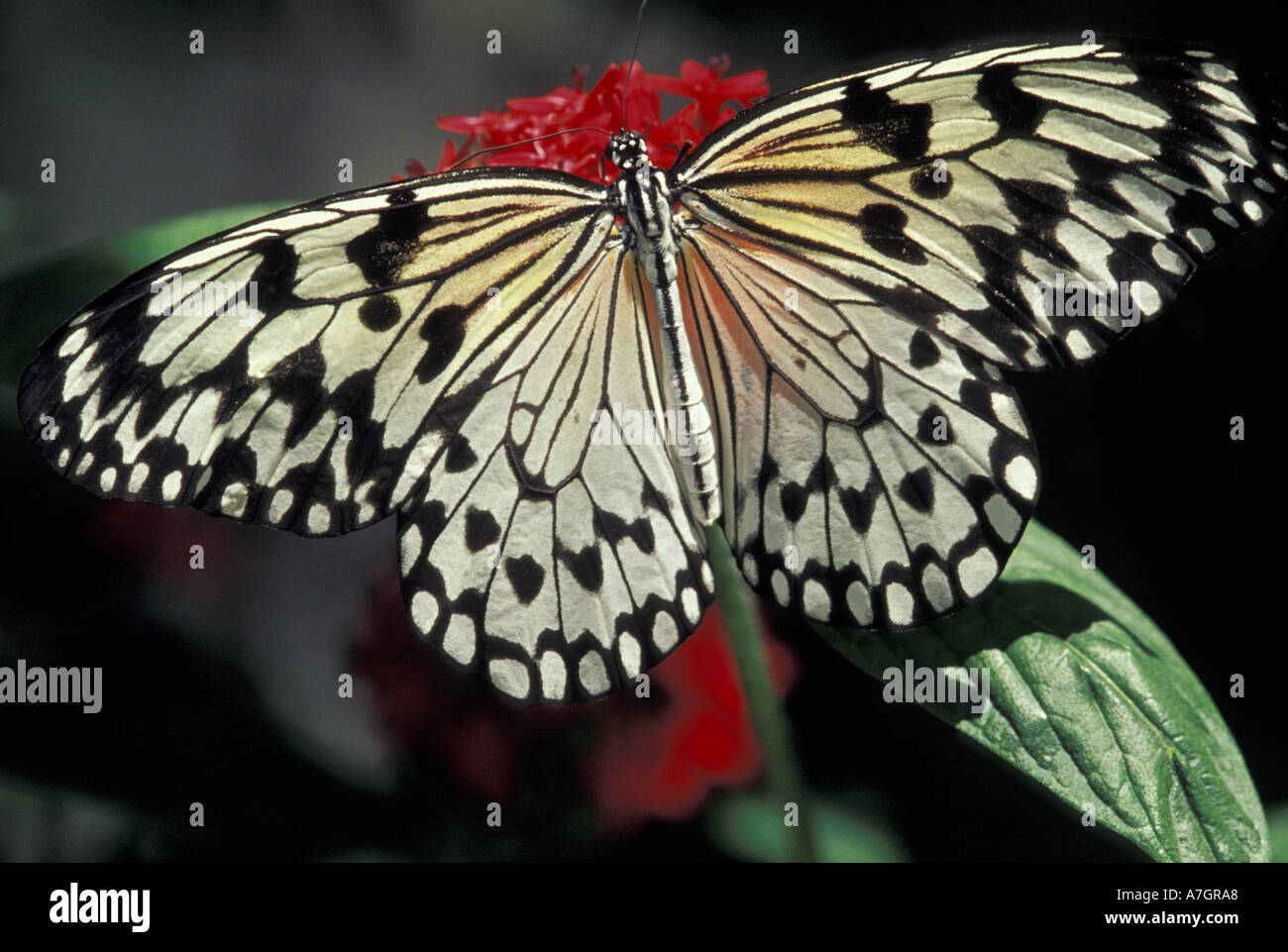 NA, USA, Florida, Ft. Lauderdale, Butterfly World, Common mime ...