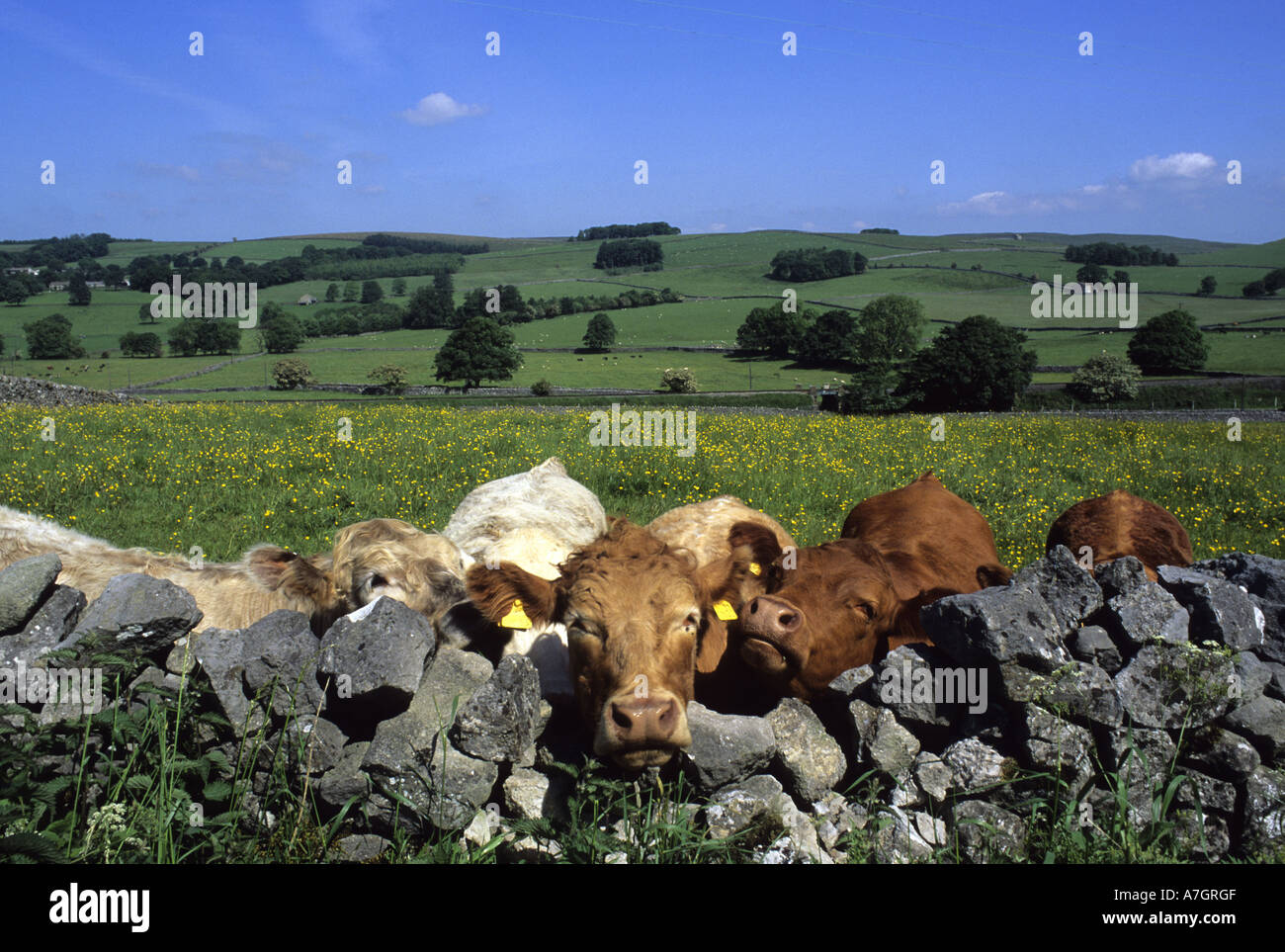 dexter breed calves in springtime meadow looking over drystone wall at ...