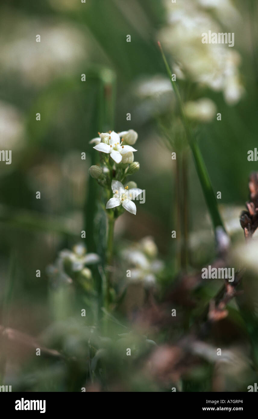 Heath bedstraw galium saxatile hi-res stock photography and images - Alamy