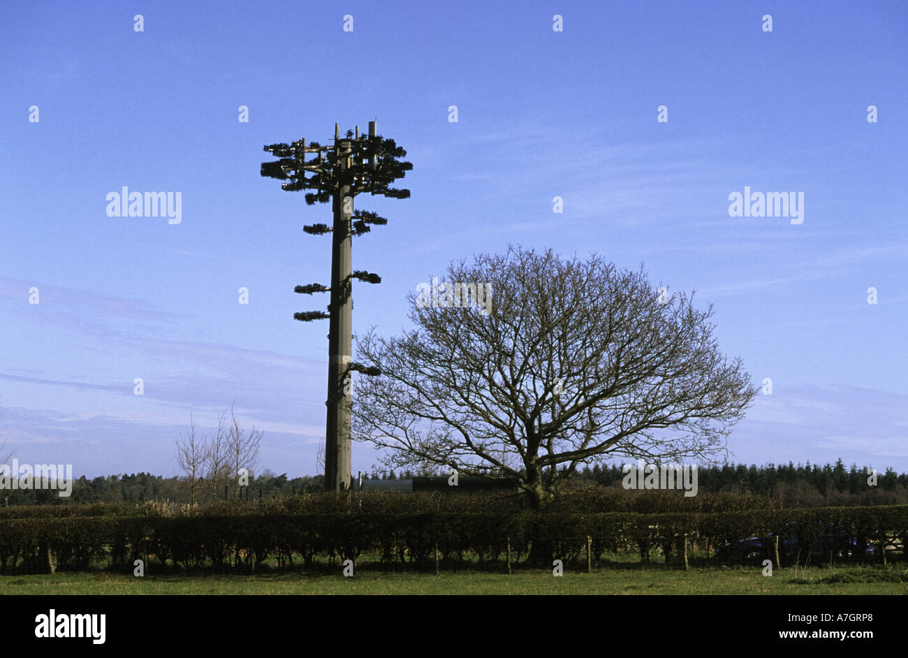 Mobile phone mast disguised tree hi-res stock photography and images ...