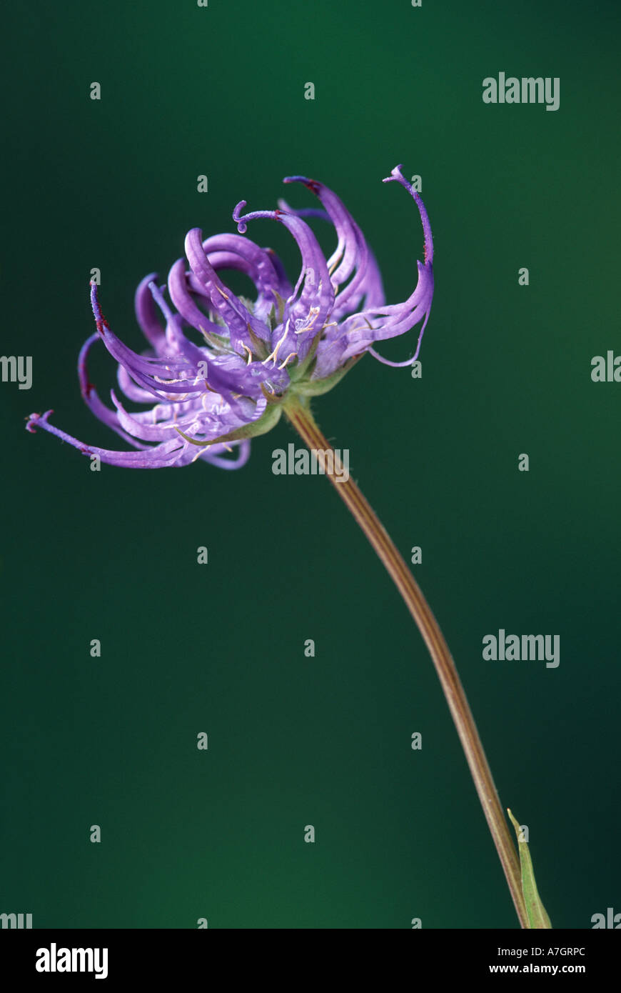 Round headed rampion and uk hi-res stock photography and images - Alamy