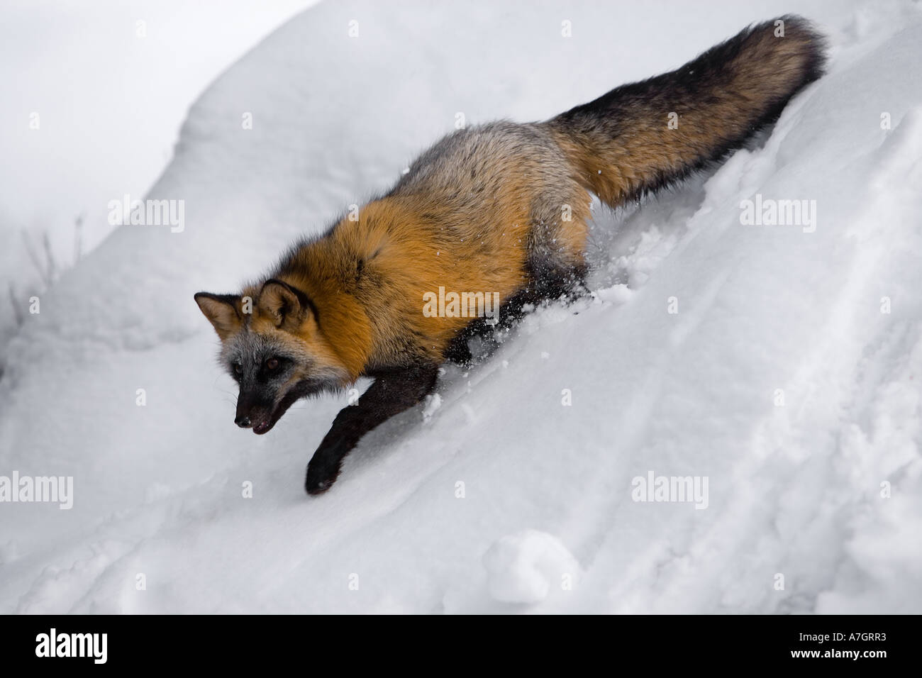 Cross fox in winter, Montana Stock Photo - Alamy