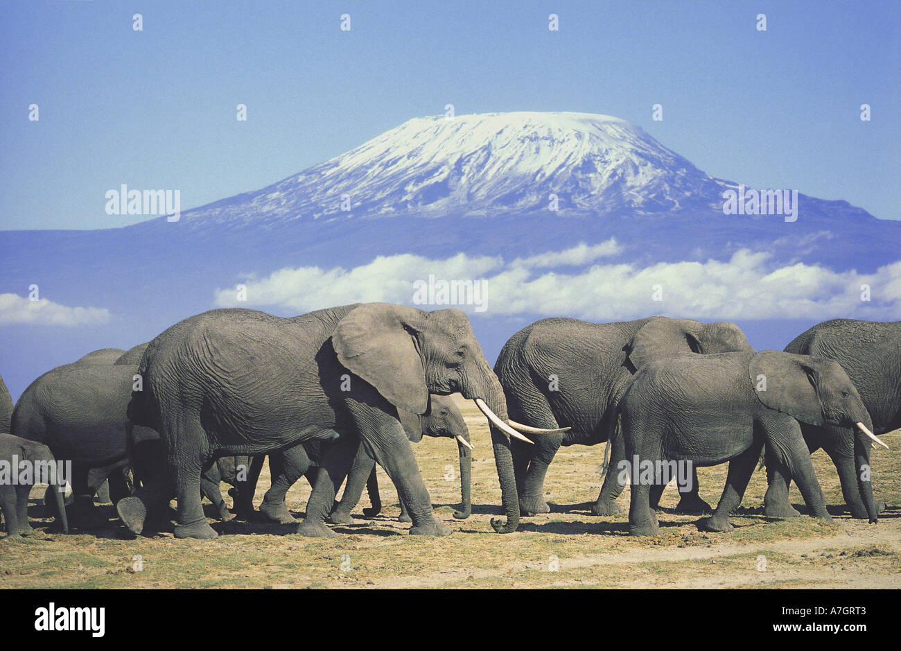 Elephant family group of females and calves moving across the plains of ...