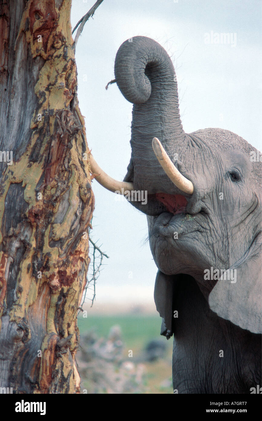 Strip barked hi-res stock photography and images - Alamy