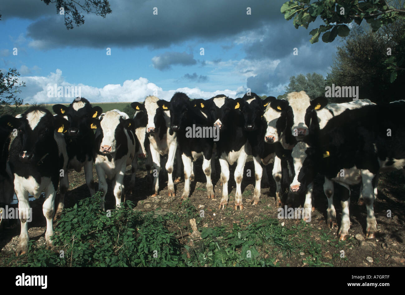 Domestic cattle british friesian cows hi-res stock photography and ...
