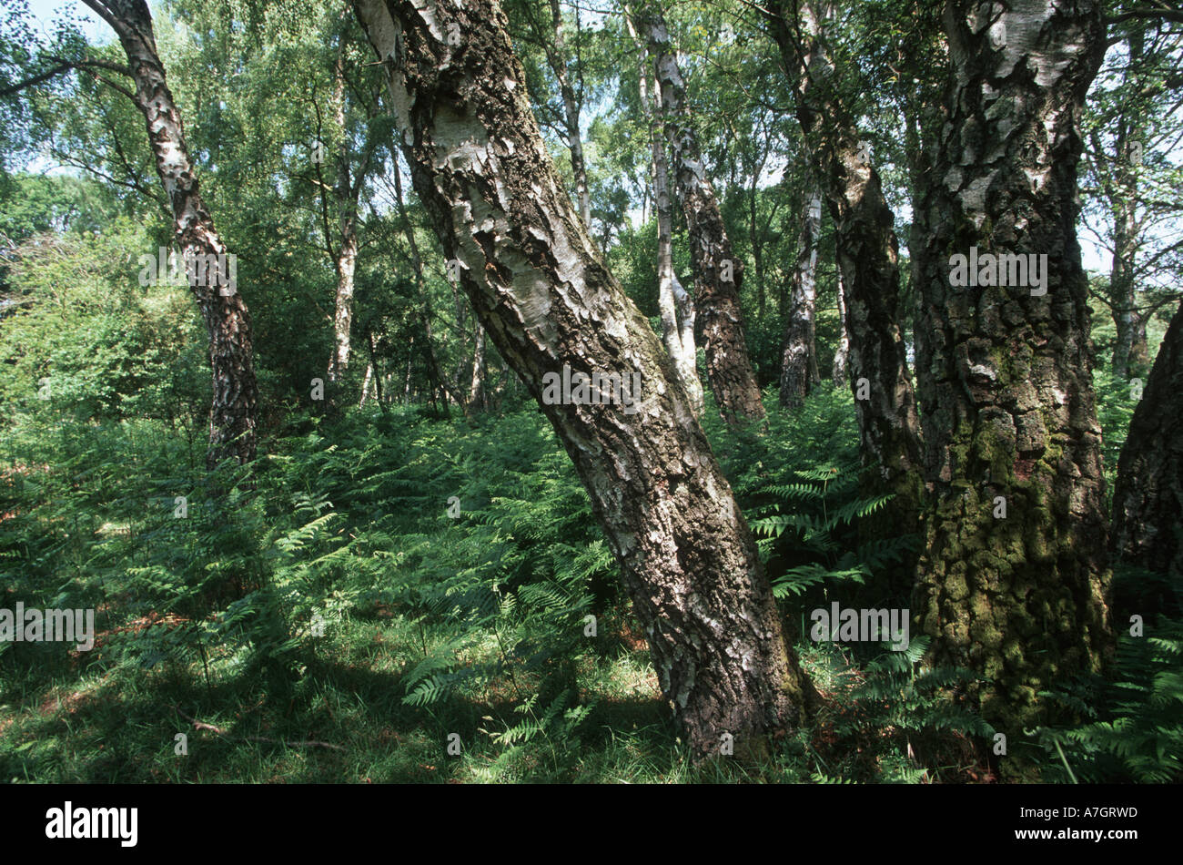 DENNY WOOD Silver Birches Betula pendula New Forest Hampshire UK Stock ...