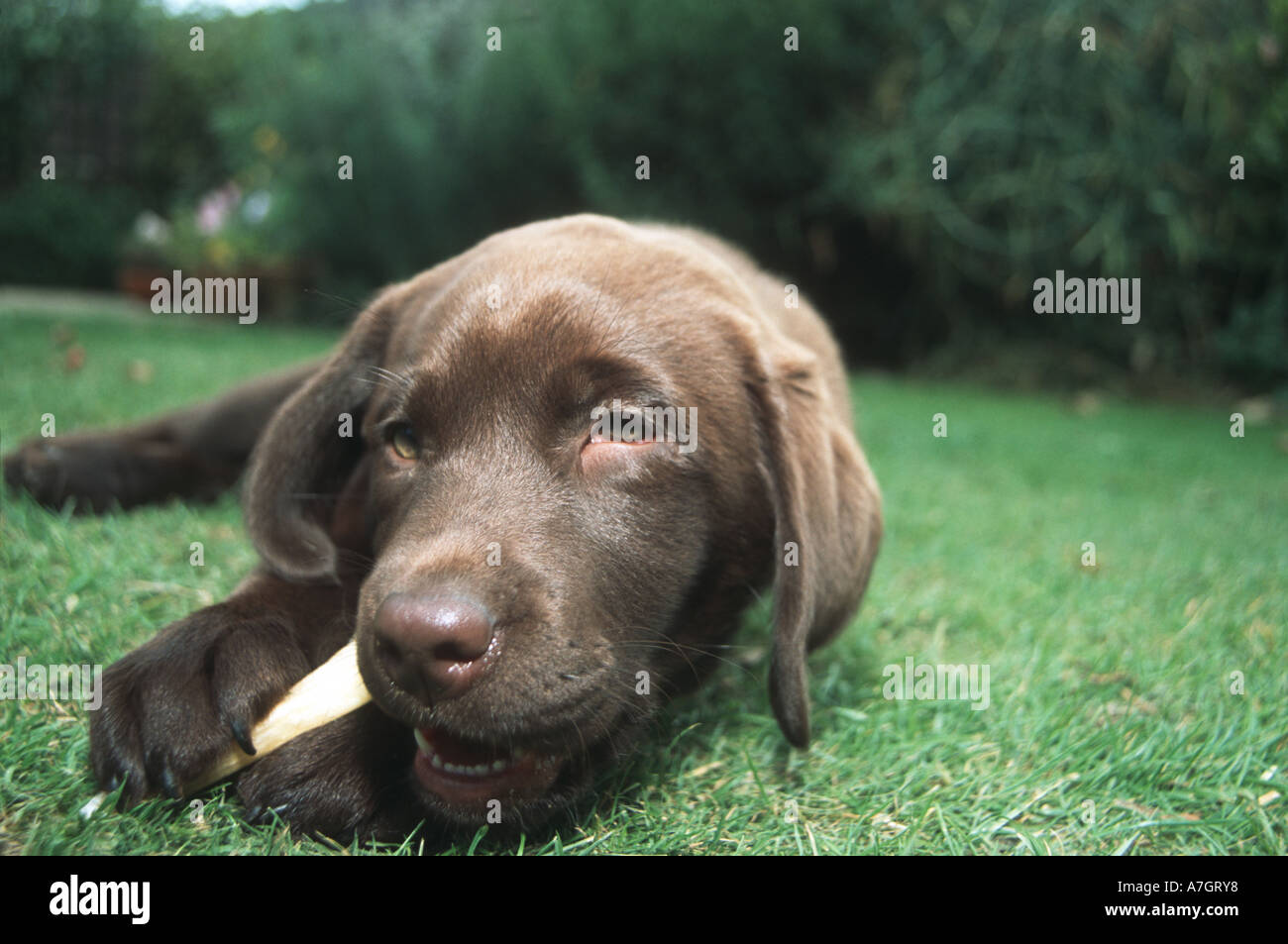 Labrador cute puppies garden hi-res stock photography and images - Alamy