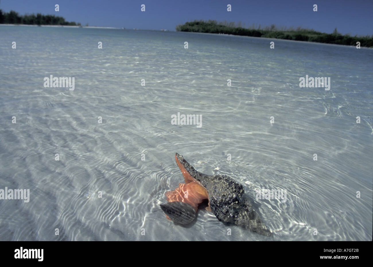 NA, USA, Florida. Horse Conch feeding along shoreline (Pleuroploca ...