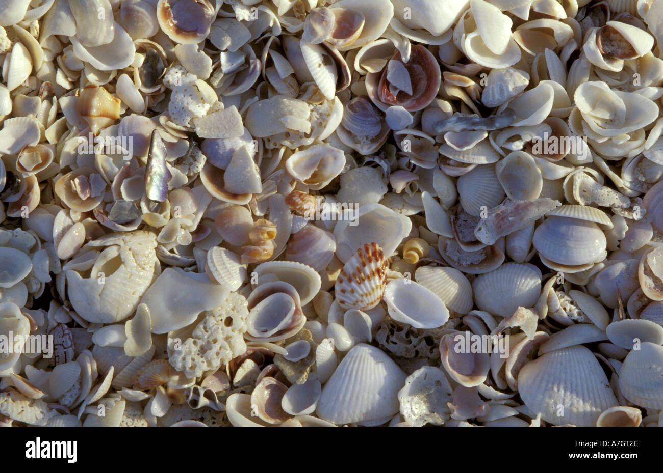 Fort myers shell hi-res stock photography and images - Alamy