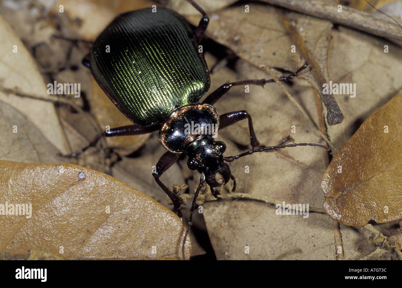 Calosoma scrutator hi-res stock photography and images - Alamy
