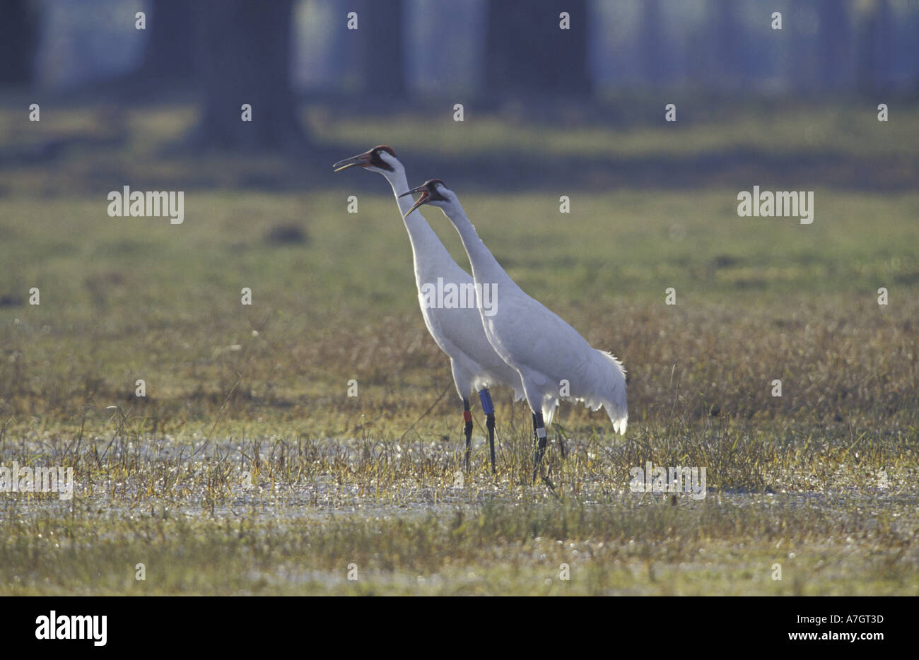 Feral dogs usa hi-res stock photography and images - Alamy