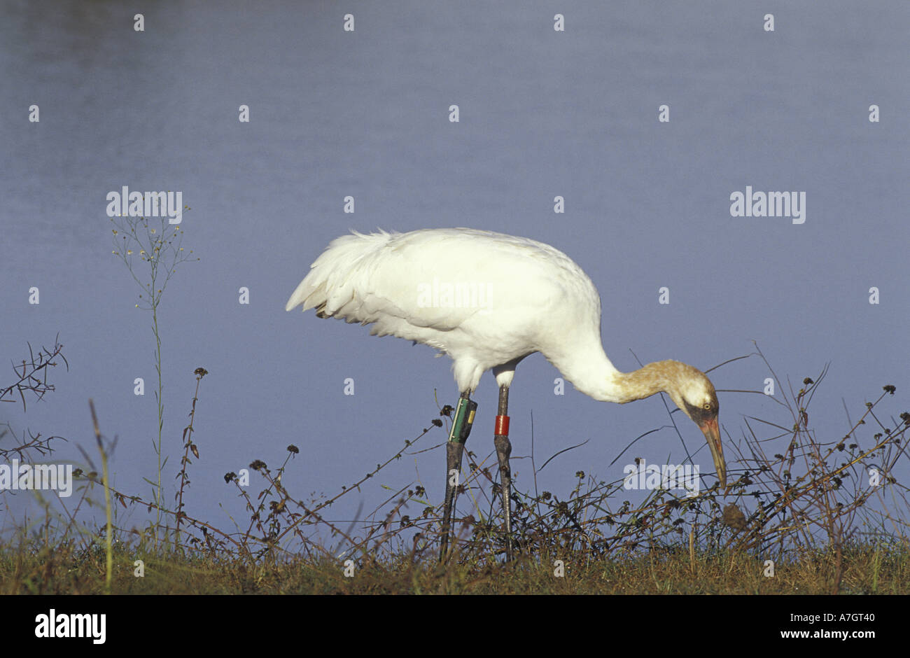 USA, Florida, Whooping Crane at central Florida reintroduction ... USA, Florida, Whooping Crane at central Florida reintroduction ...