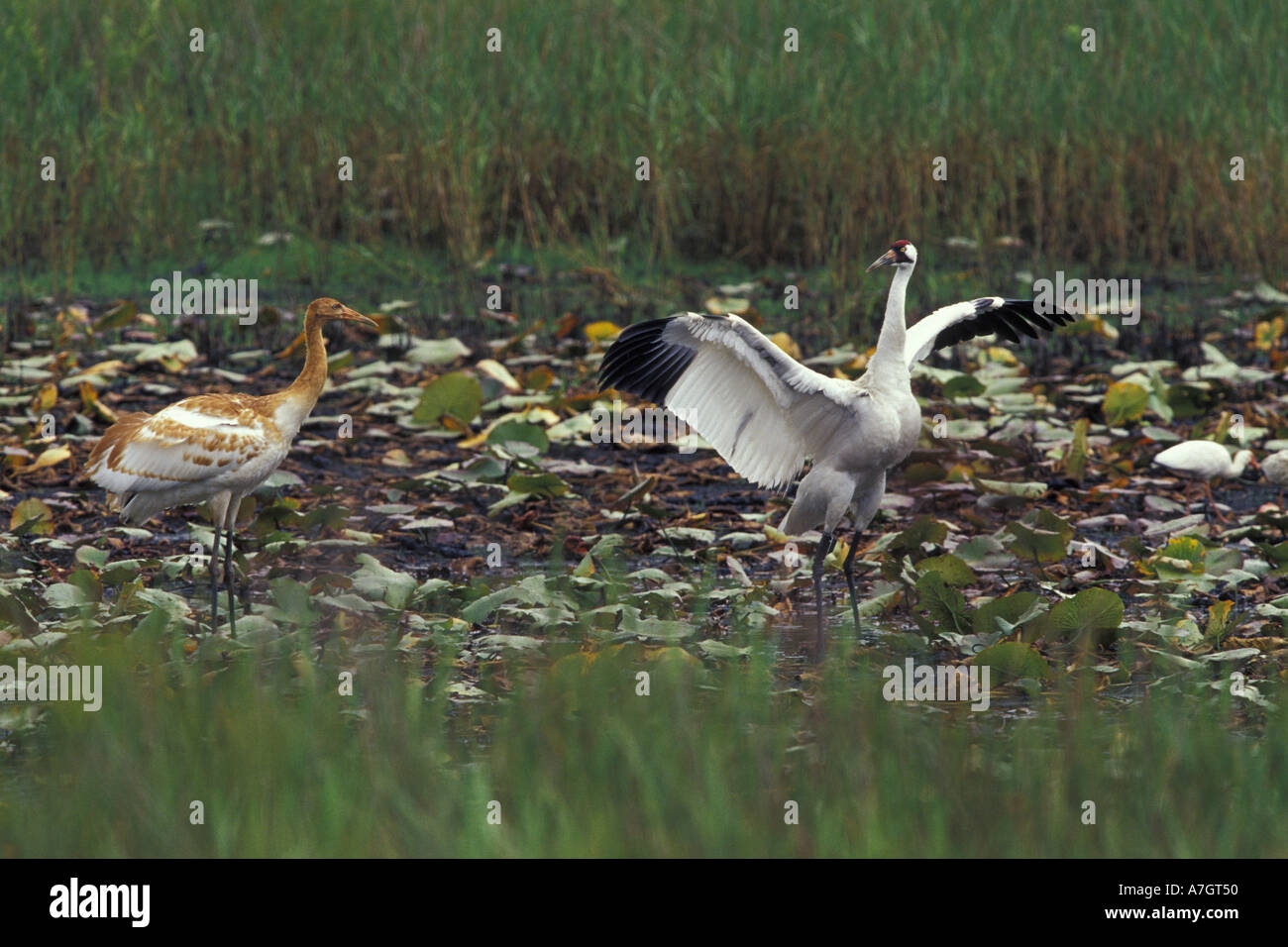 Whooping Crane Florida High Resolution Stock Photography and Images - Alamy
