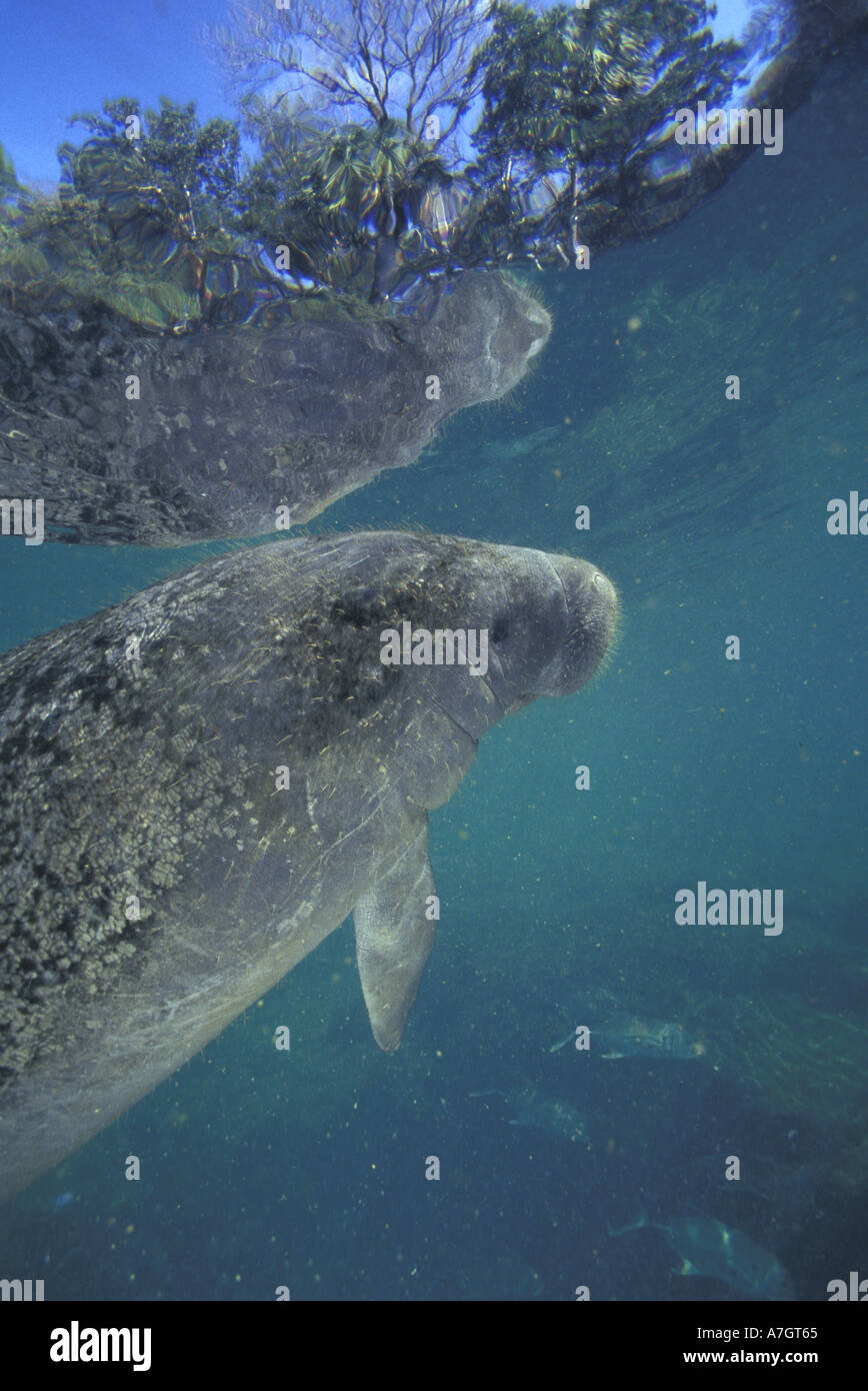 NA, USA, Florida. Endangered manatee Stock Photo - Alamy