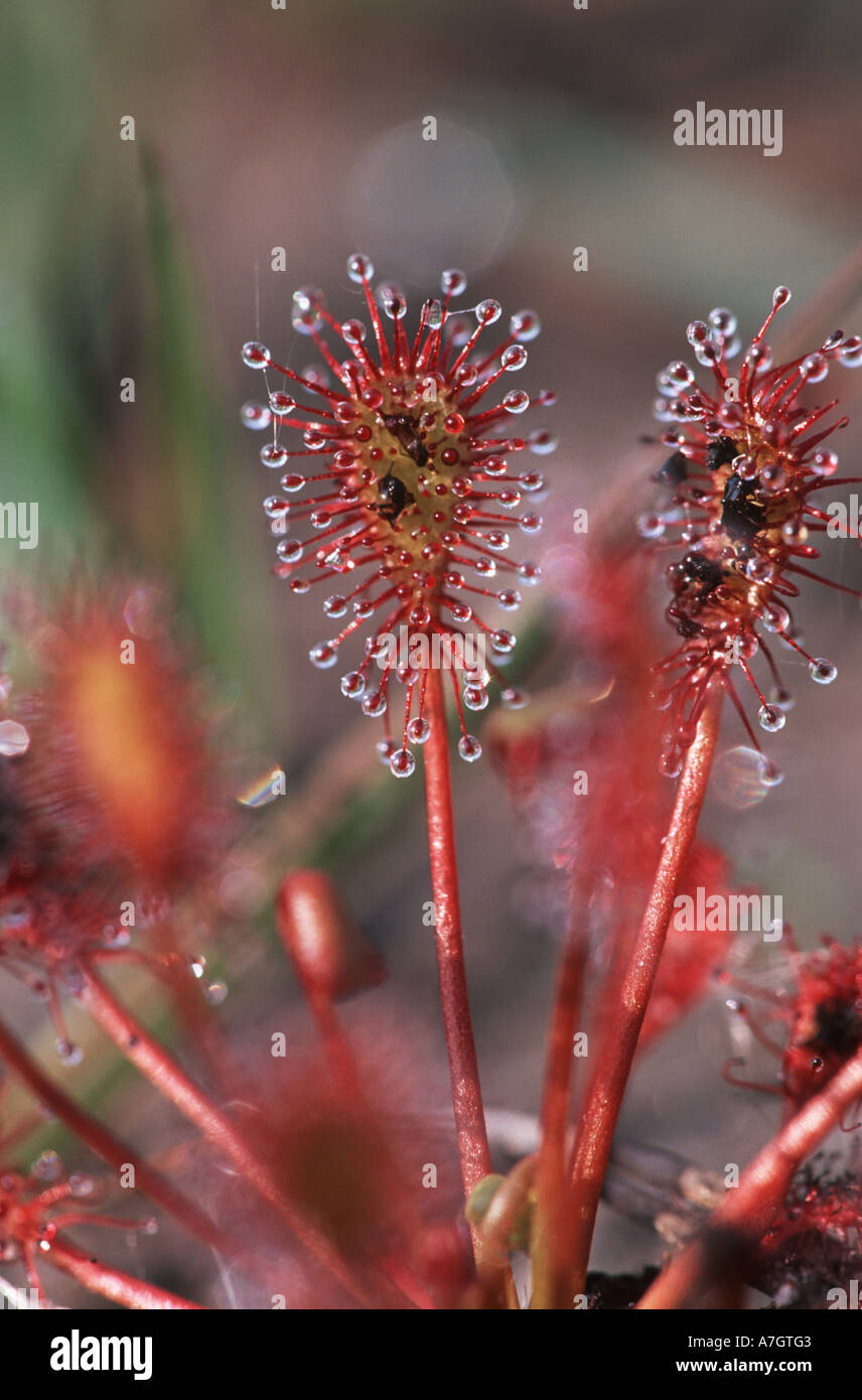 Oblong leaved sundew uk hi-res stock photography and images - Alamy