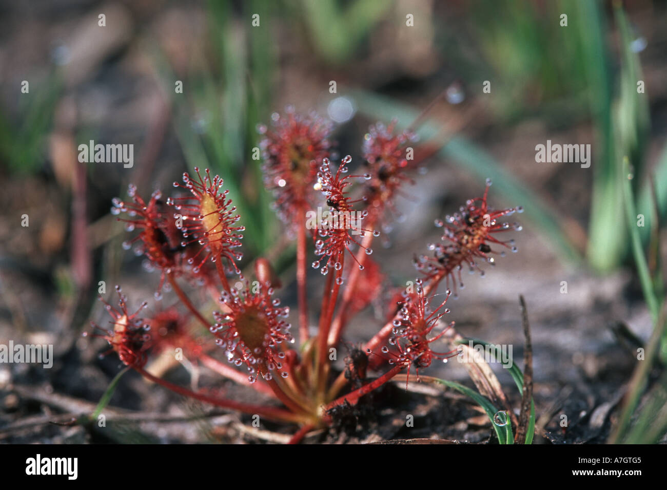 Sundew plant england hi-res stock photography and images - Alamy