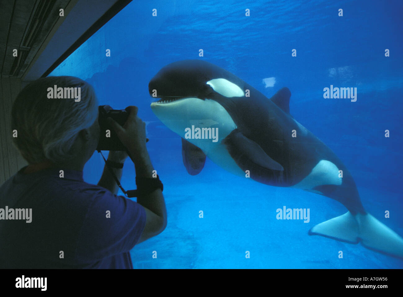 North America, USA, Florida, Orlando, Sea World. underwater view of ...