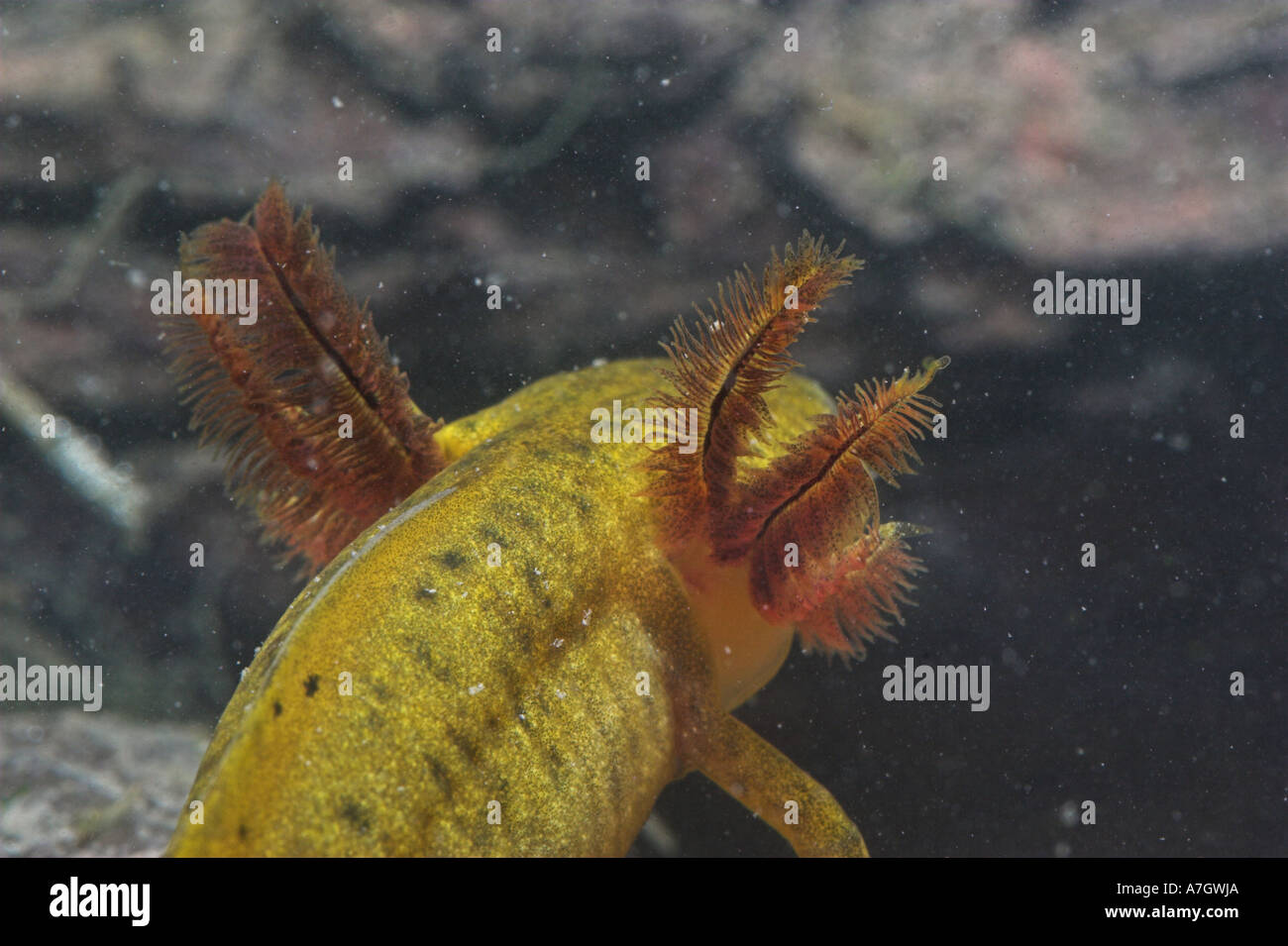 GREAT CRESTED NEWT juvenile newtpole eft or tadpole underwater Triturus ...