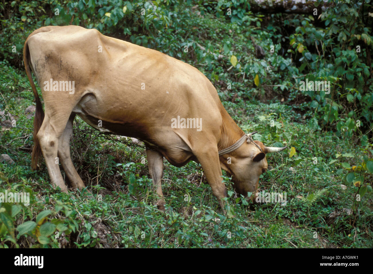 Island cow grazing along roadside, St. Lucia Stock Photo - Alamy