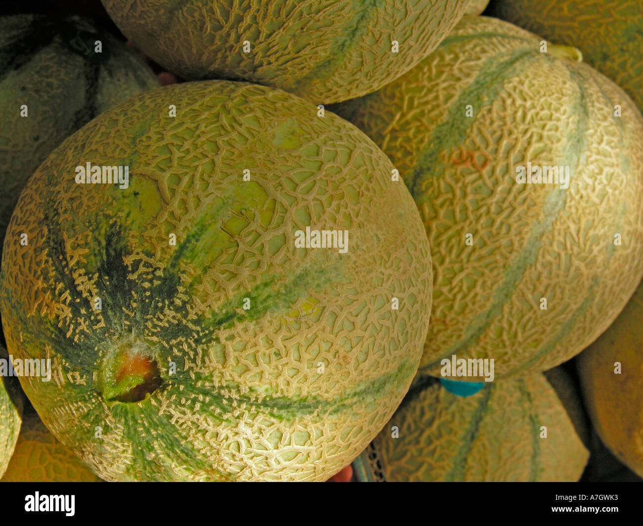 melons galiamelons galeamelons sugarmelons Stock Photo - Alamy