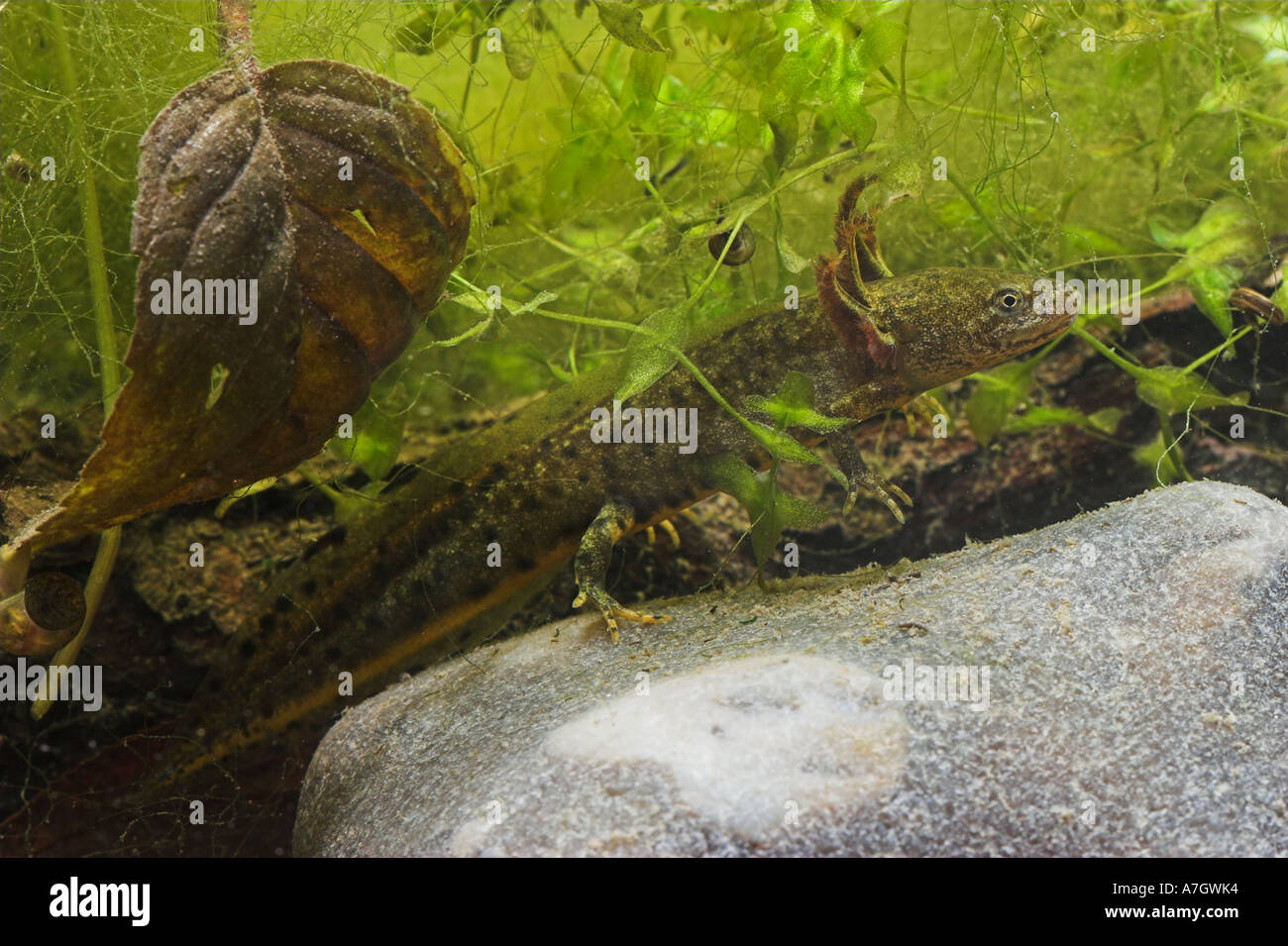 GREAT CRESTED NEWT juvenile newtpole eft or tadpole underwater Triturus ...