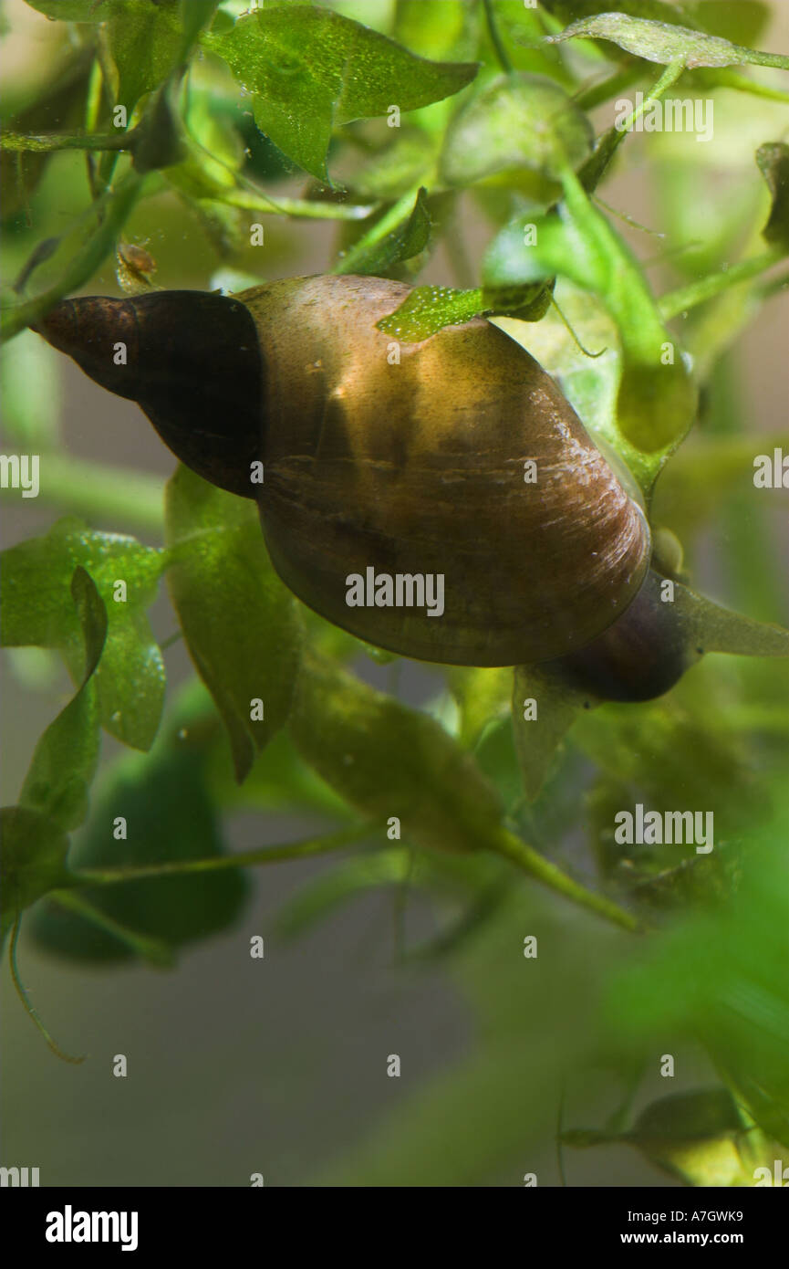 Pond snail uk hi-res stock photography and images - Alamy