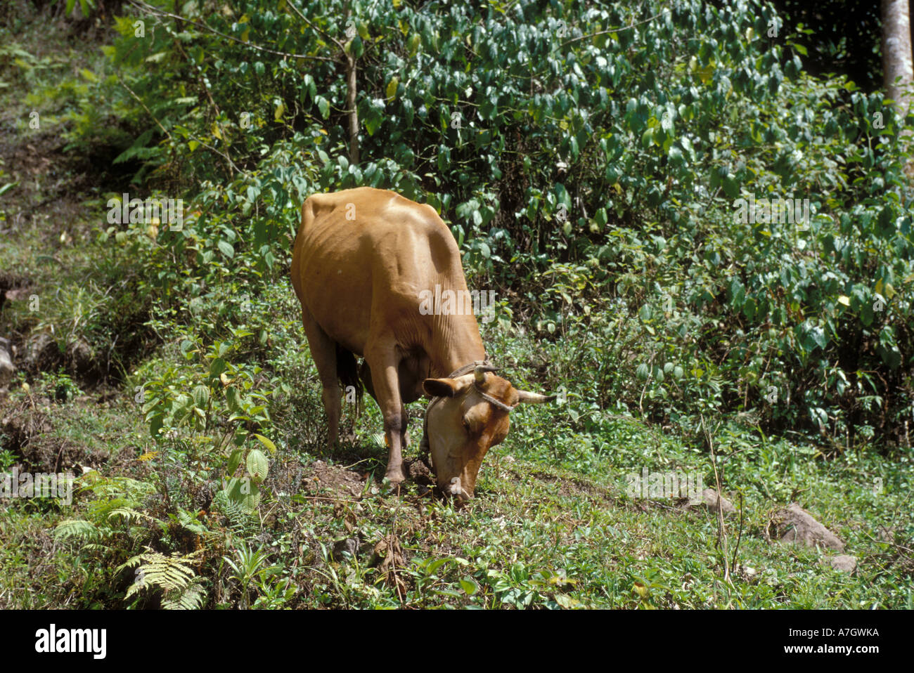 Lucia Cow High Resolution Stock Photography and Images - Alamy