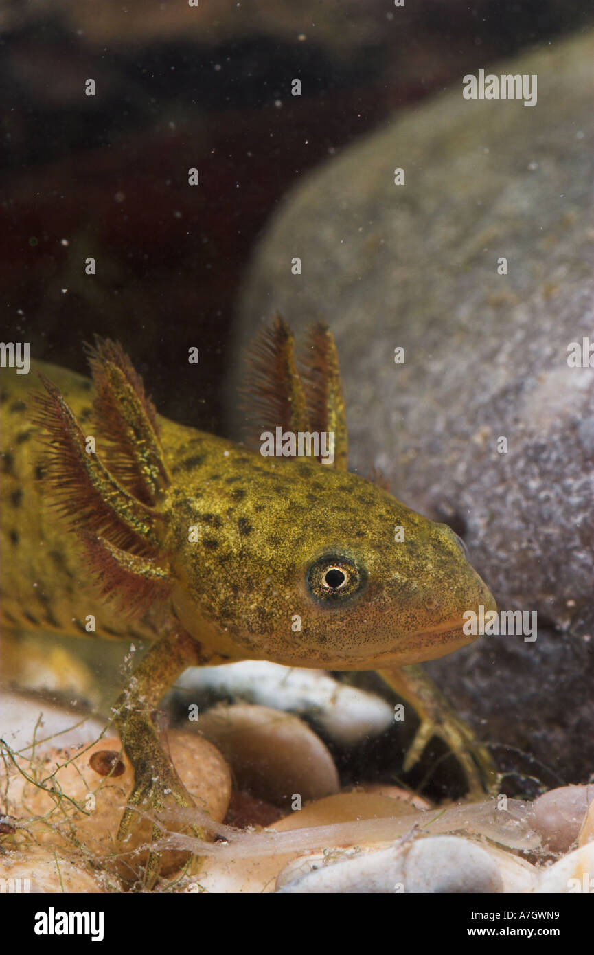 GREAT CRESTED NEWT juvenile underwater close up of head Triturus ...
