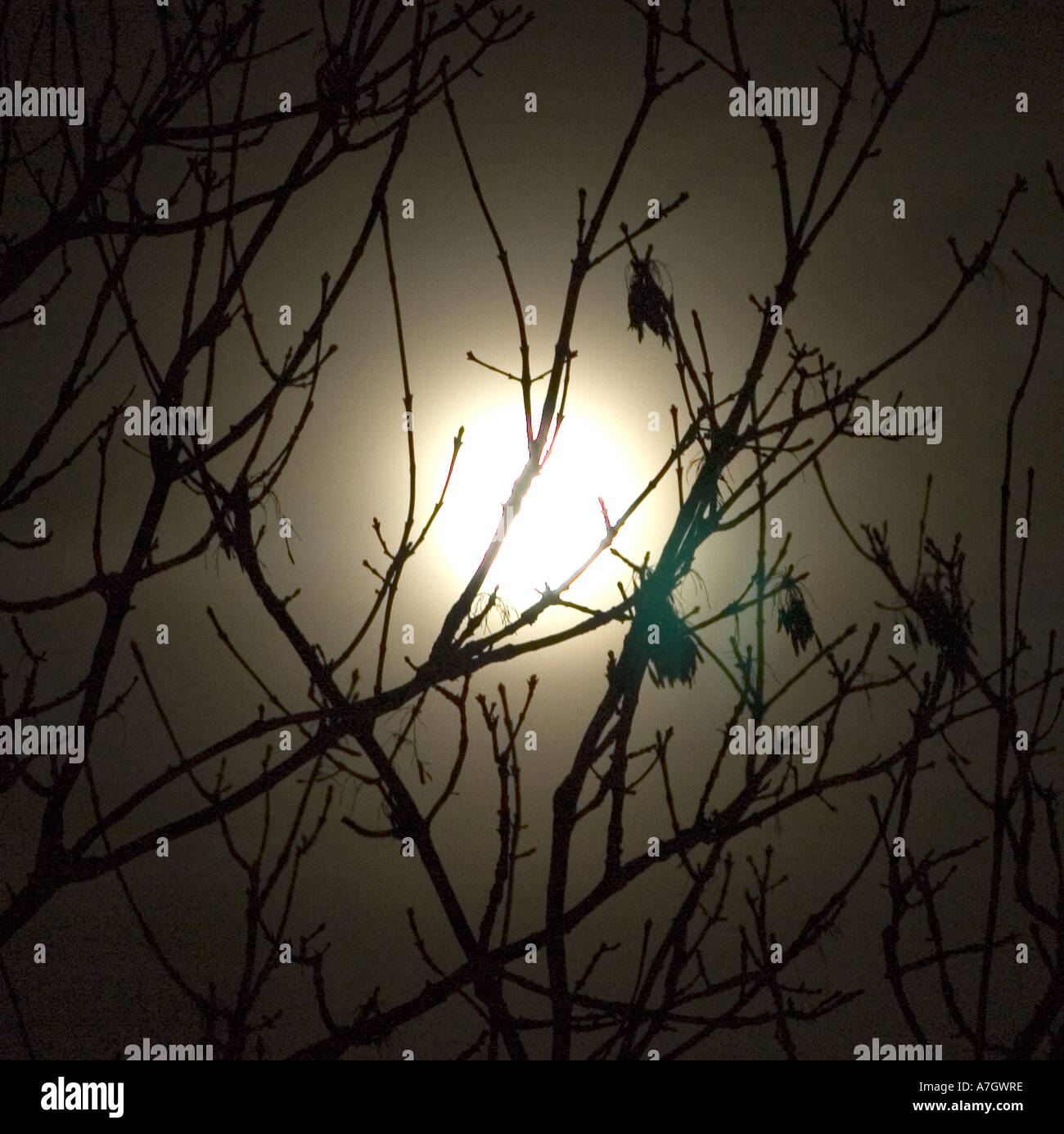 Ash Tree branches silhouetted against the moon Stock Photo - Alamy