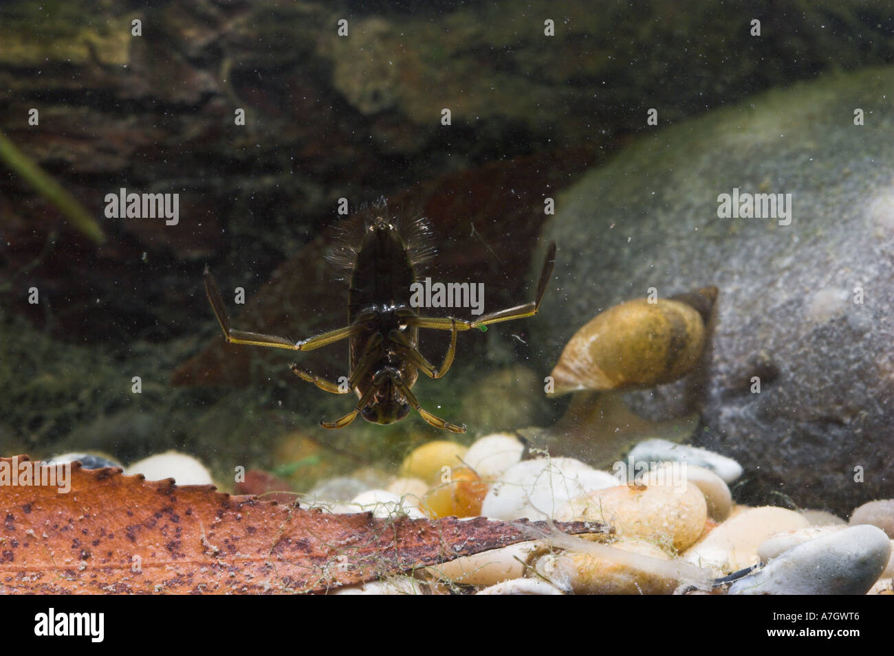 COMMON WATER BOATMAN or BACKSWIMMER Notonecta glauca Stock Photo - Alamy