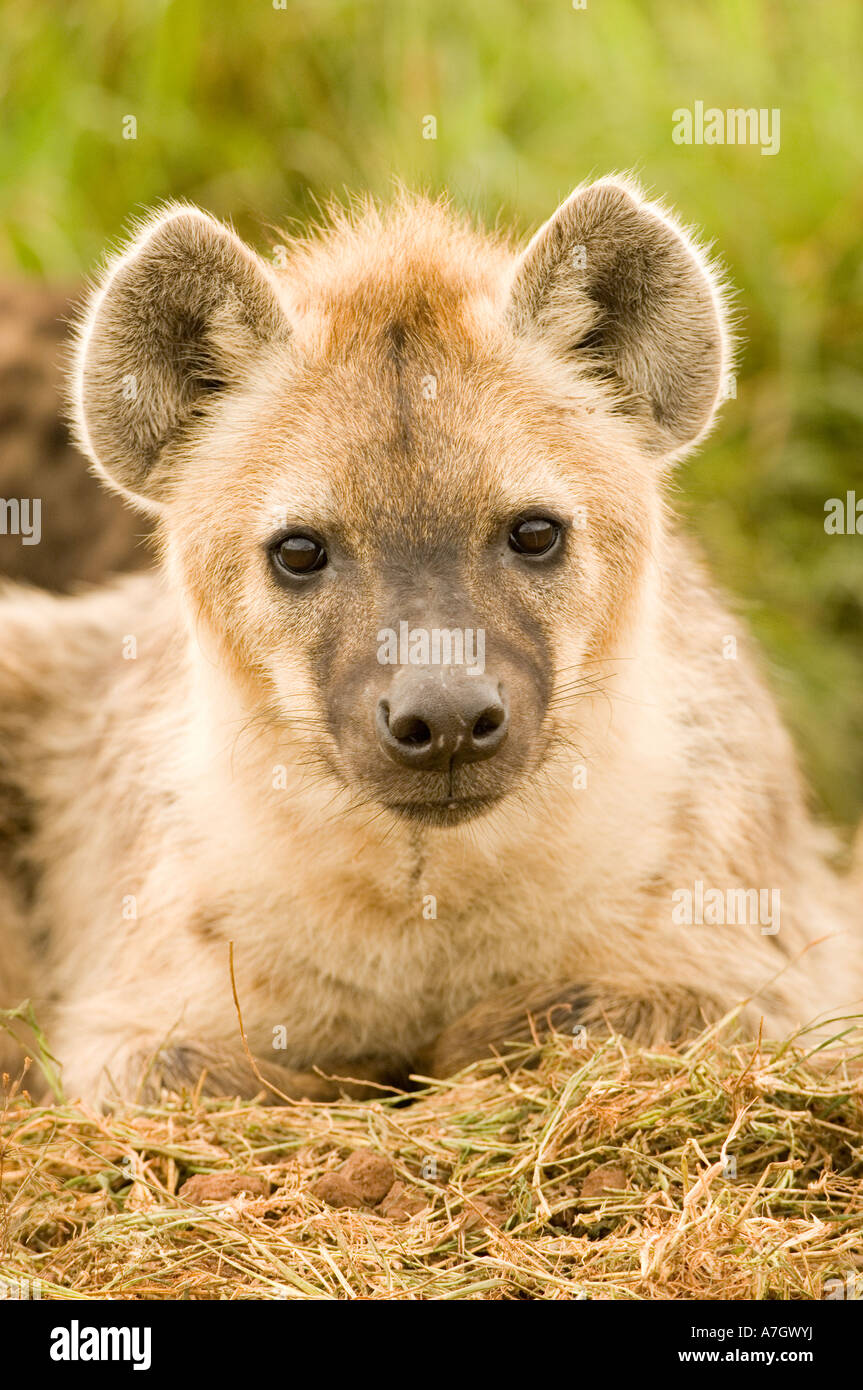 Hyena in Kenya's Maasai Mara Stock Photo - Alamy