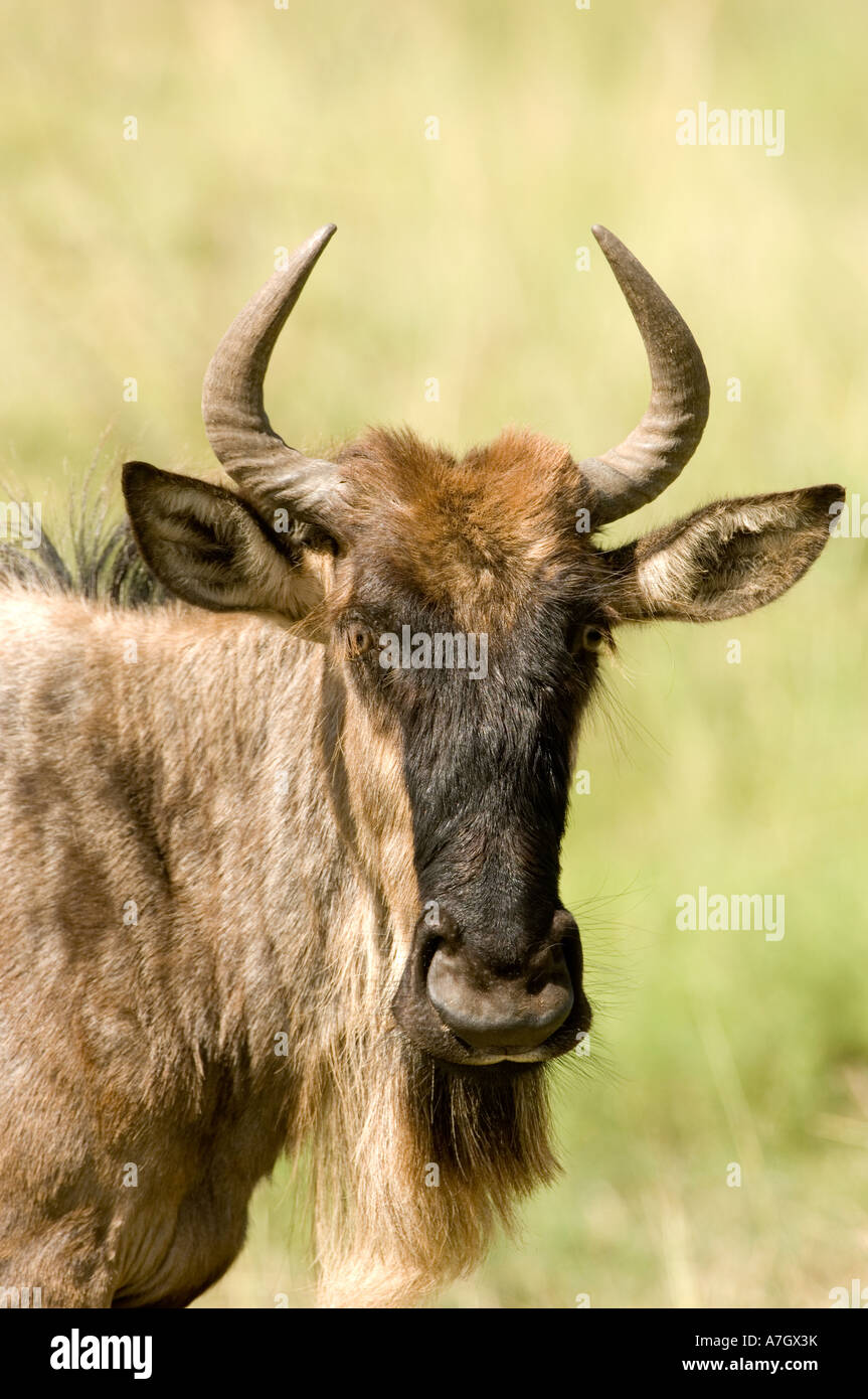wilderbeast in Kenya's Maasai Mara Stock Photo - Alamy