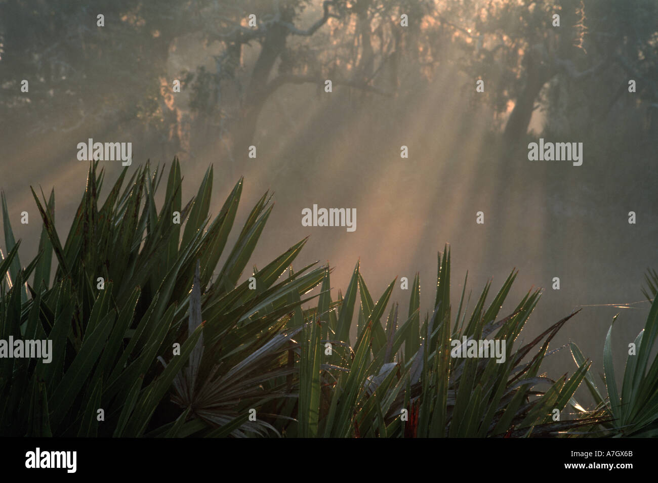 North America, U.S.A., Georgia, Savannah, Chimney Creek, Palms and oaks ...