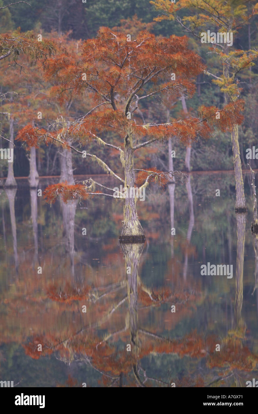Cypress trees lake georgia state park hi-res stock photography and ...