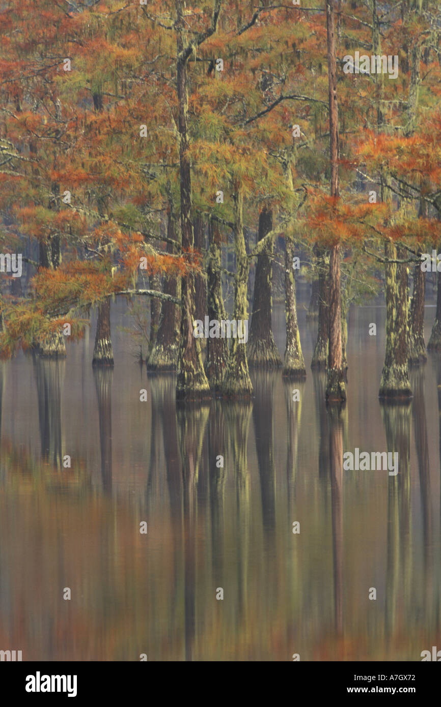 Cypress trees lake georgia state park hi-res stock photography and ...