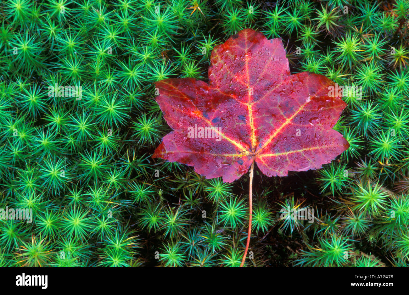 Sugar Maple Leaf on Moss, Lookout Mt., GA, USA Stock Photo - Alamy